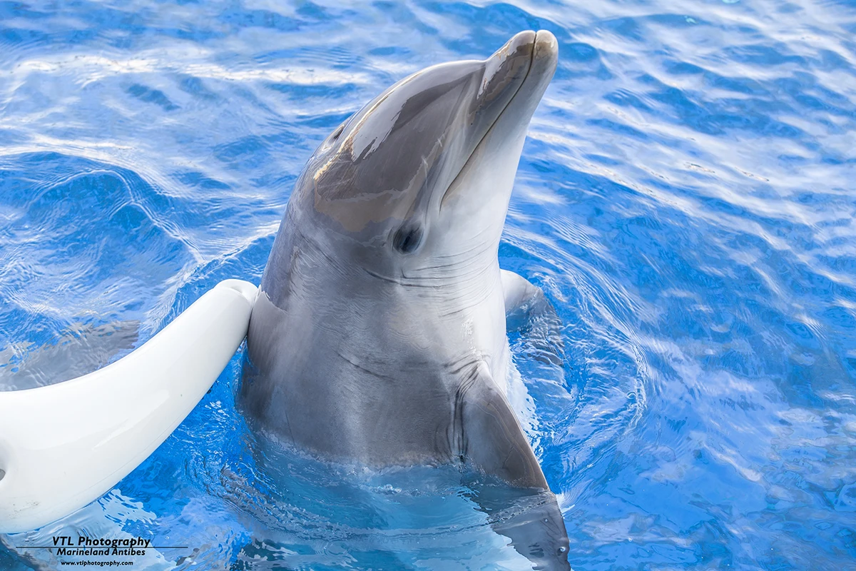 Kai (MLA) | Captive Cetaceans Wiki | Fandom