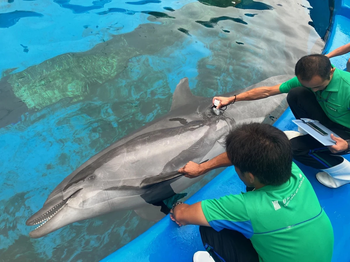 Carl (SUM) | Captive Cetaceans Wiki | Fandom