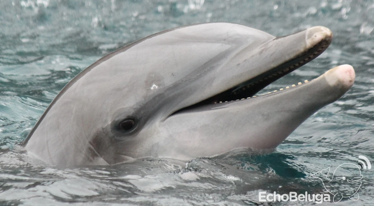 Liko (CWOP) | Captive Cetaceans Wiki | Fandom