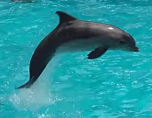 Erica (SPD) | Captive Cetaceans Wiki | Fandom