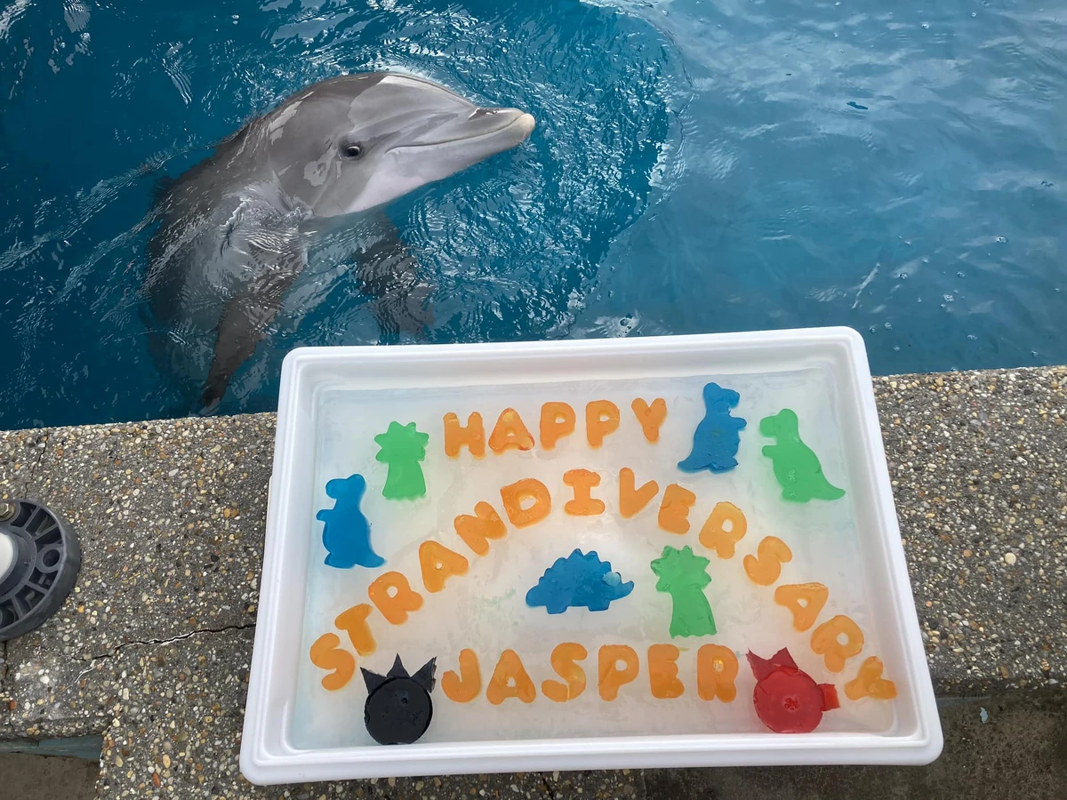 Jasper (IMMS) | Captive Cetaceans Wiki | Fandom