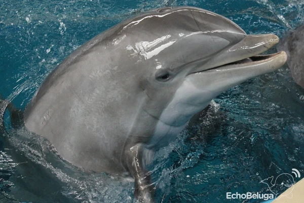 Liberty (SFDK) | Captive Cetaceans Wiki | Fandom