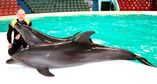 Fekla (DDM) | Captive Cetaceans Wiki | Fandom