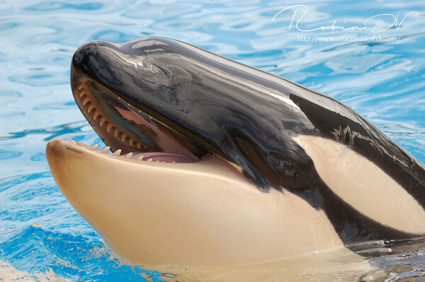 Ula Lp Captive Cetaceans Wiki Fandom