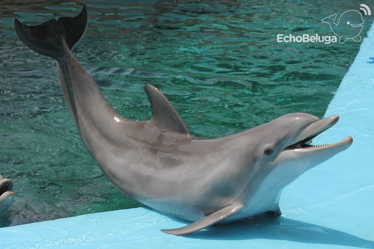 Apollo (SFDK) | Captive Cetaceans Wiki | Fandom