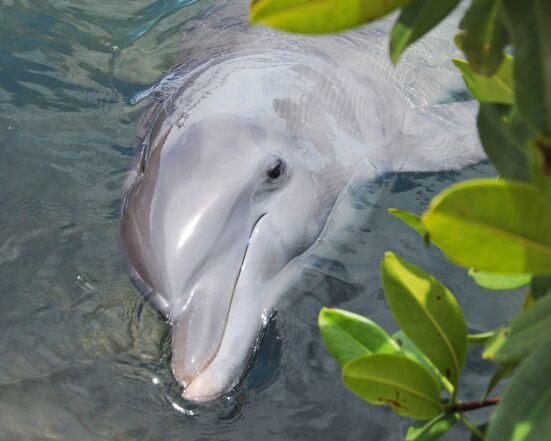 Calusa Drc Captive Cetaceans Wiki Fandom