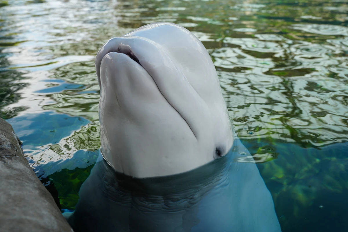 Natasha (MYA) | Captive Cetaceans Wiki | Fandom