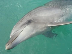 Mani (MGV) | Captive Cetaceans Wiki | Fandom