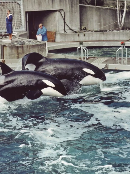 Finna | CaptiveOrca Wiki | Fandom