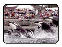 Bjossa | CaptiveOrca Wiki | Fandom