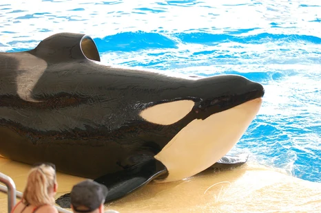 Tekoa | CaptiveOrca Wiki | Fandom