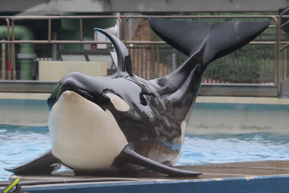 Shouka | CaptiveOrca Wiki | Fandom