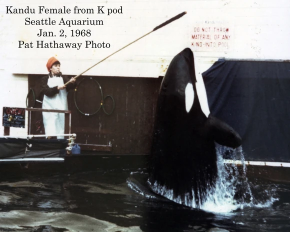 Kandu | CaptiveOrca Wiki | Fandom