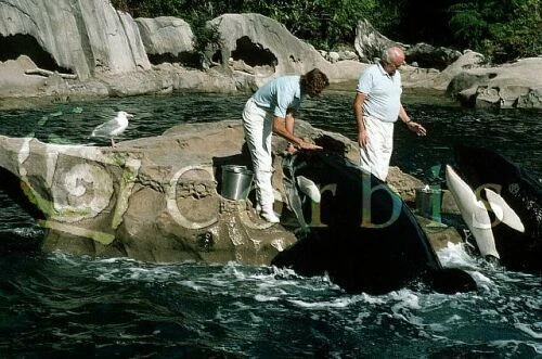 Bjossa | CaptiveOrca Wiki | Fandom