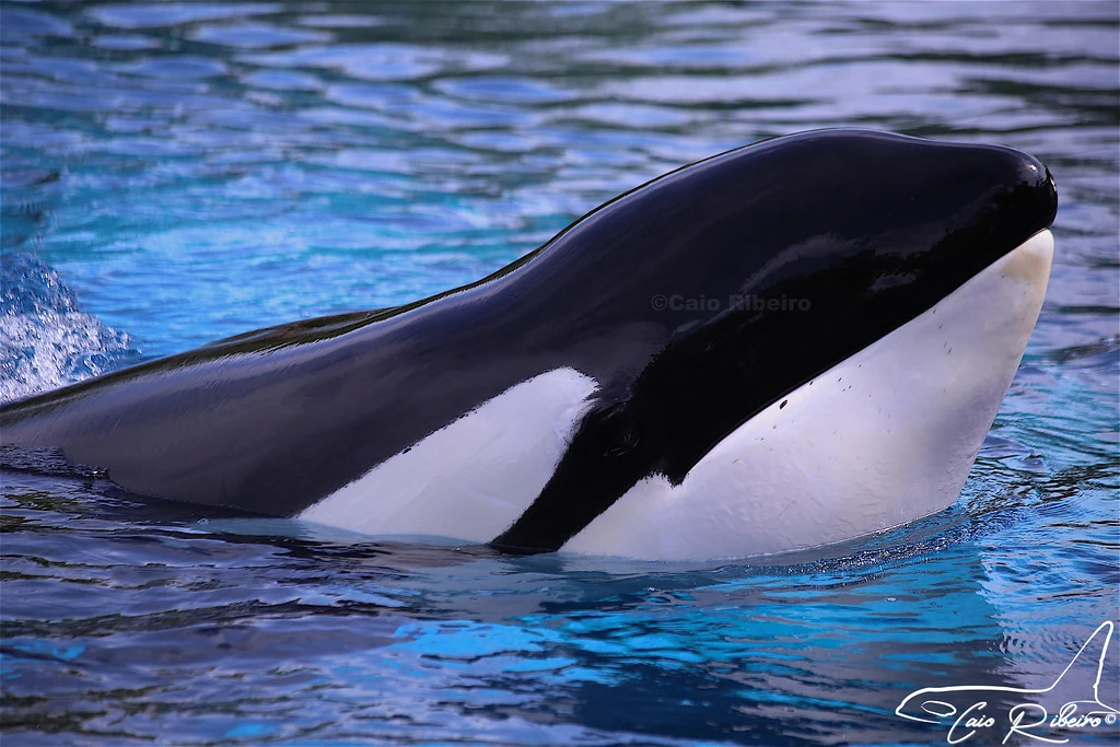 Kiska | CaptiveOrca Wiki | Fandom