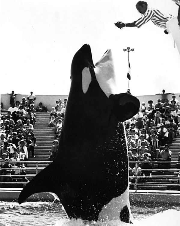 Orky | CaptiveOrca Wiki | Fandom