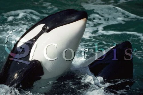 Bjossa | CaptiveOrca Wiki | Fandom