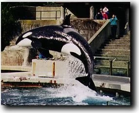 Bjossa | CaptiveOrca Wiki | Fandom