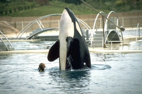 Freya | CaptiveOrca Wiki | Fandom