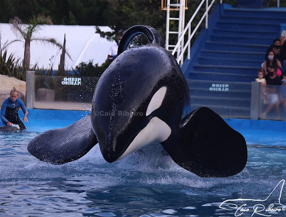 Kshamenk | CaptiveOrca Wiki | Fandom