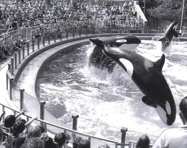 Bjossa | CaptiveOrca Wiki | Fandom