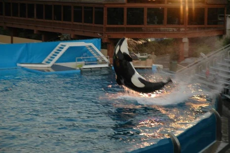 Splash | CaptiveOrca Wiki | Fandom