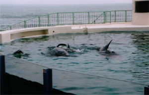 Sarah | CaptiveOrca Wiki | Fandom