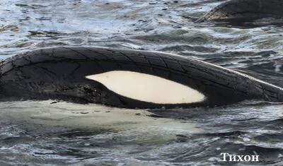 Tihon | CaptiveOrca Wiki | Fandom