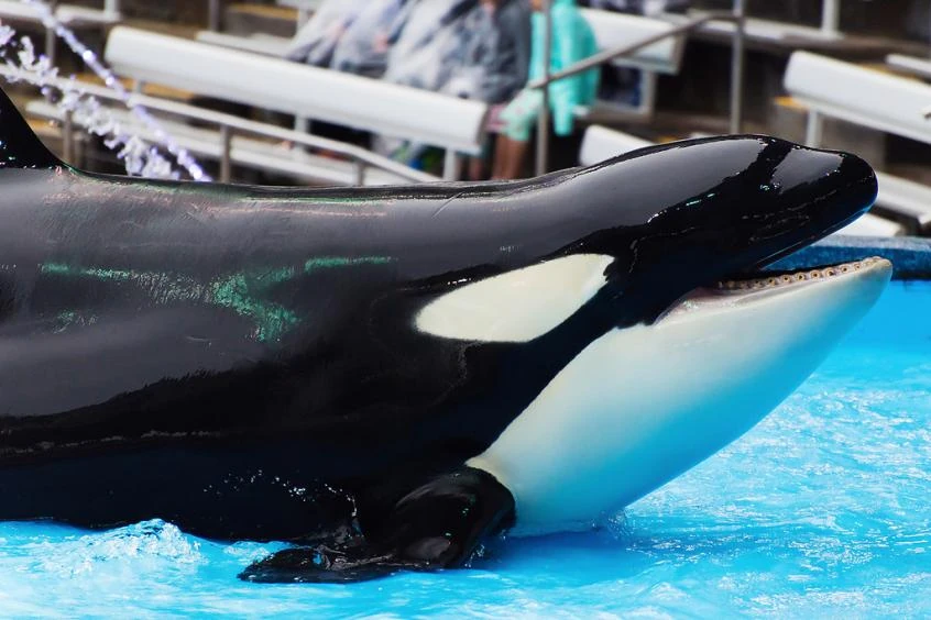 Makaio | CaptiveOrca Wiki | Fandom