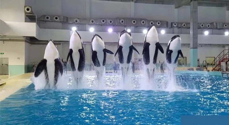 Nukka | CaptiveOrca Wiki | Fandom