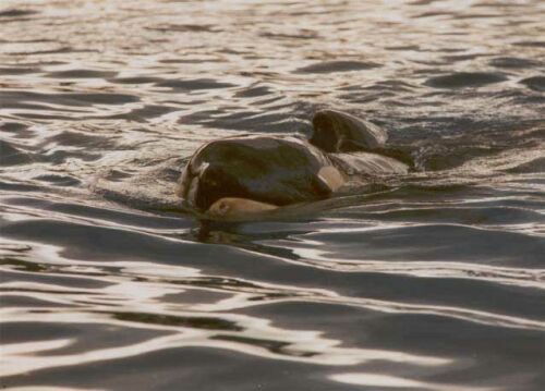 Nyar | CaptiveOrca Wiki | Fandom