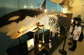 Nami | CaptiveOrca Wiki | Fandom