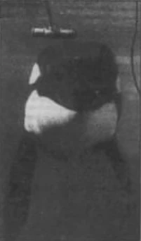 Finna | CaptiveOrca Wiki | Fandom