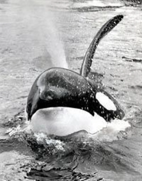 Namu | CaptiveOrca Wiki | Fandom