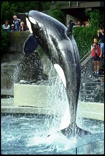 Bjossa | CaptiveOrca Wiki | Fandom