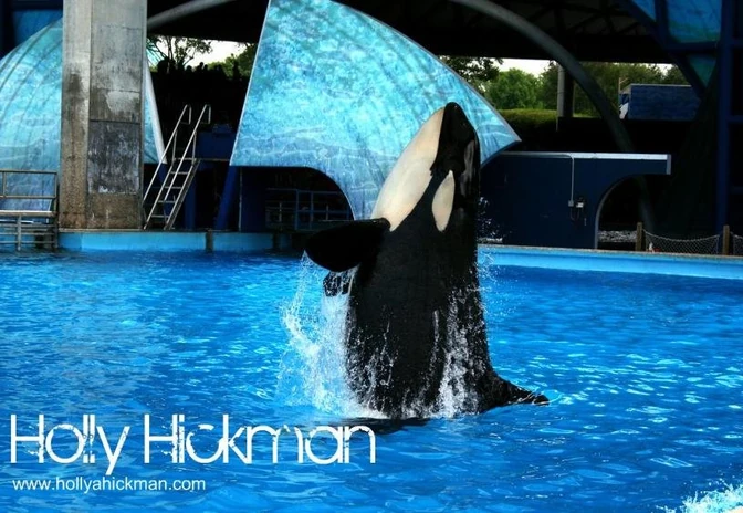 Halyn | CaptiveOrca Wiki | Fandom