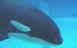 Bjossa | CaptiveOrca Wiki | Fandom