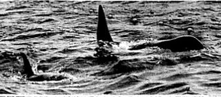Juliet | CaptiveOrca Wiki | Fandom