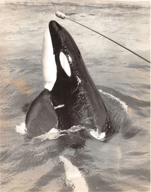 Ramu II | CaptiveOrca Wiki | Fandom