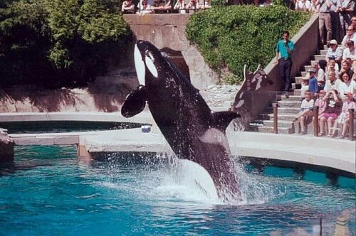 Bjossa | CaptiveOrca Wiki | Fandom