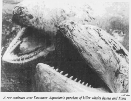 Finna | CaptiveOrca Wiki | Fandom