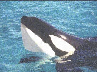 Kim II | CaptiveOrca Wiki | Fandom