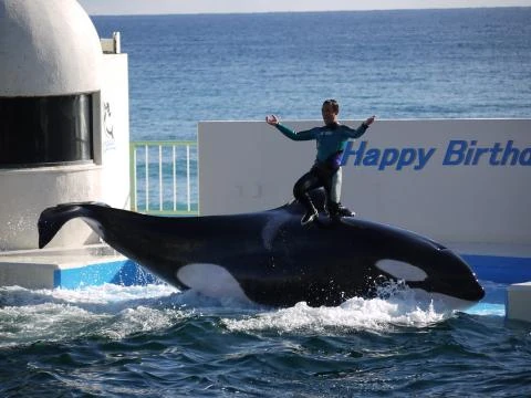 Oscar | CaptiveOrca Wiki | Fandom