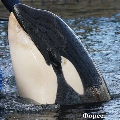 Forest | CaptiveOrca Wiki | Fandom