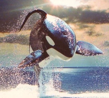 Kim II | CaptiveOrca Wiki | Fandom