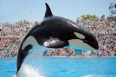 Orkid | CaptiveOrca Wiki | Fandom