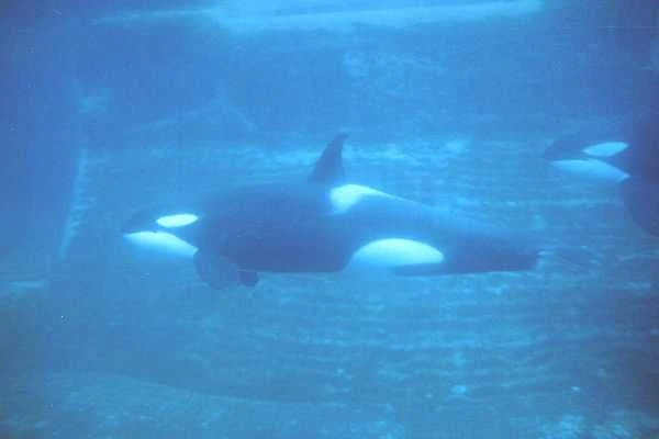 Bjossa | CaptiveOrca Wiki | Fandom