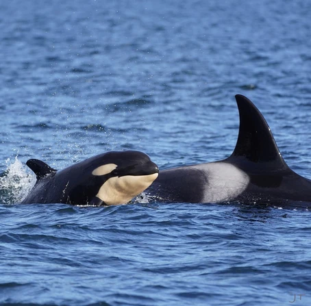 Kanduke's Wild Family | CaptiveOrca Wiki | Fandom