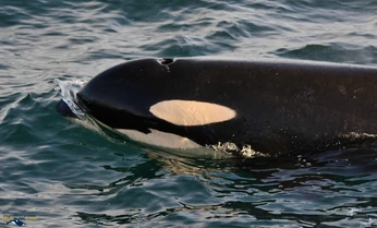 Inbred Orcas | CaptiveOrca Wiki | Fandom