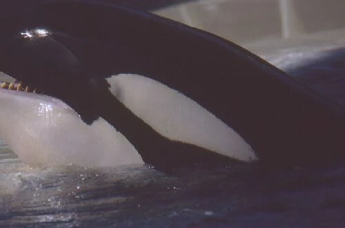 Freya | CaptiveOrca Wiki | Fandom